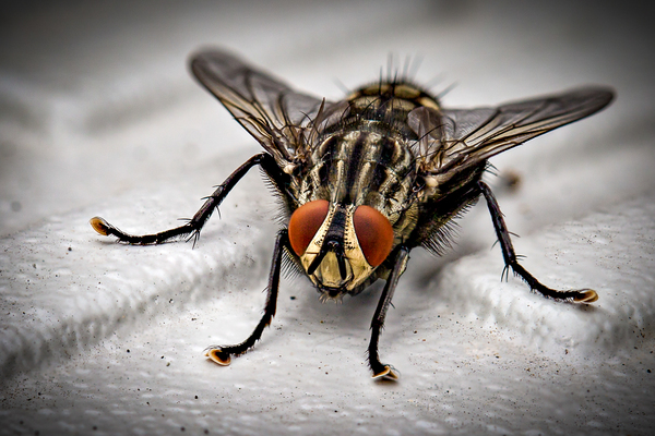 Free: Closeup Photo of Black and Gray Housefly on White Surface - nohat.cc
