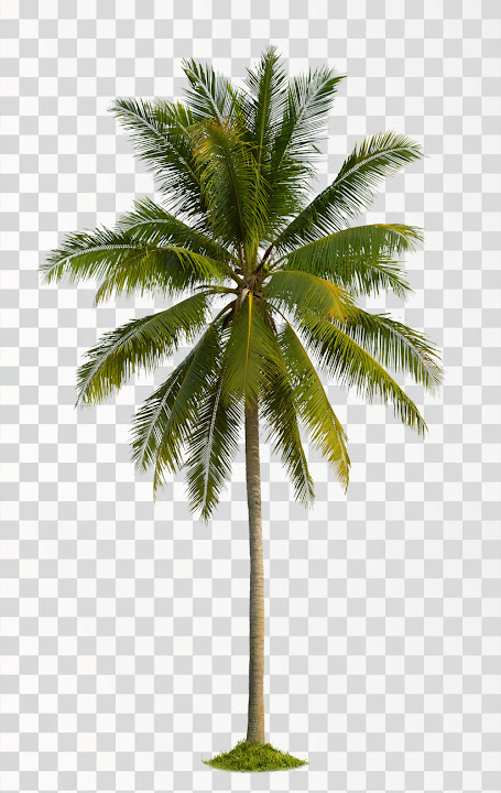 Free: Coconut tree PNG transparent background - nohat.cc