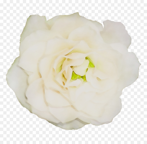 Free: Garden roses Cabbage rose Floribunda Gardenia Cut flowers ...