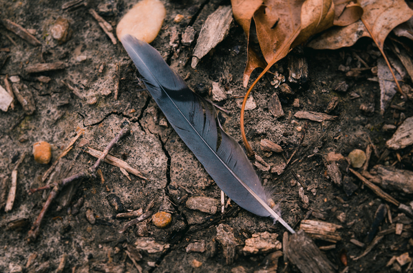 Free: Black Feather Surrounded by Dried Leaves - nohat.cc
