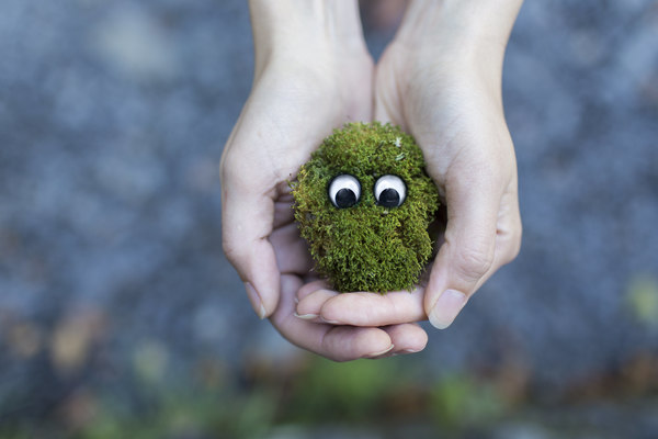 Free: Holding Moss Free Photo - nohat.cc
