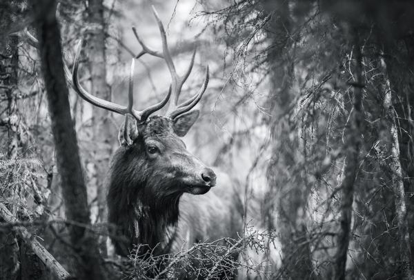 Free: greyscale wildlife photography of a moose - nohat.cc