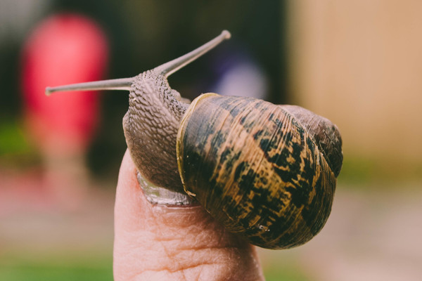 Free: Snail on Person's Toe - nohat.cc