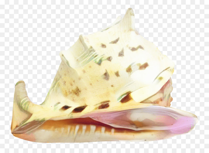 Free: Trumpet, Conch, Jaw, Shankha PNG - nohat.cc