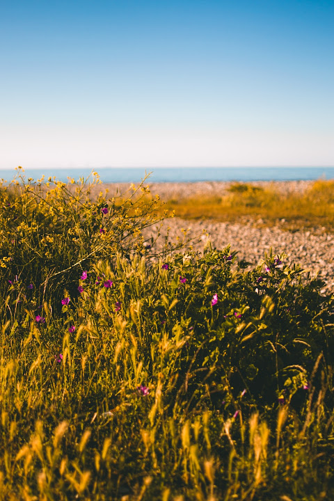 Free: Shallow Focus Photo of Plants - nohat.cc