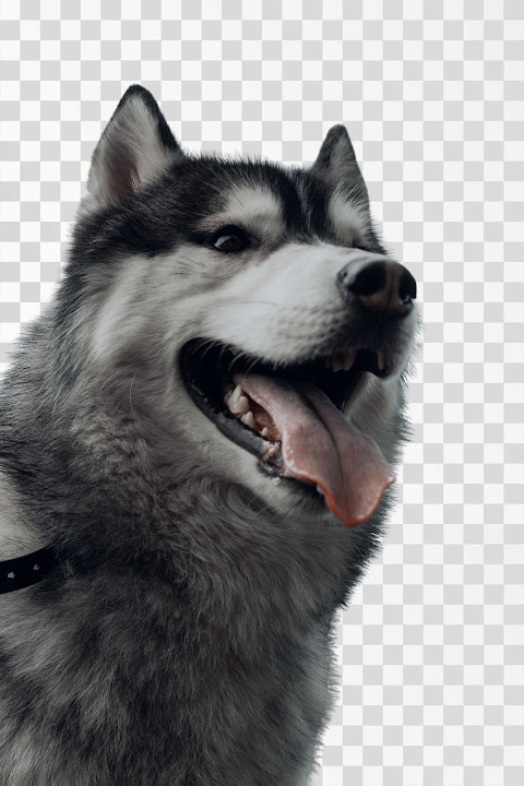 Free: Husky dog PNG transparent - nohat.cc
