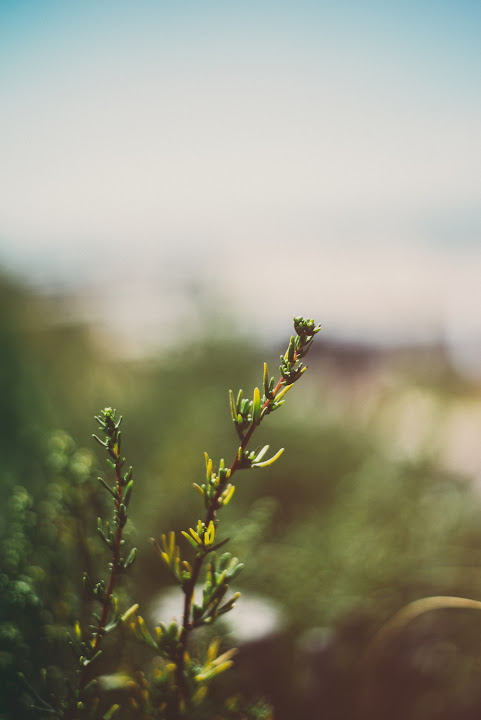 Free: Selective Focus Photo of Green Leaf Plant - nohat.cc