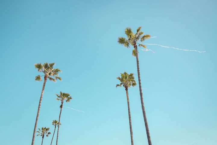 Free: Coconut Trees - nohat.cc