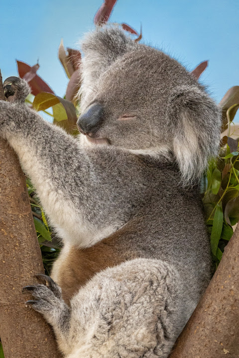 Free: Close-Up Photo of Koala Bear - nohat.cc