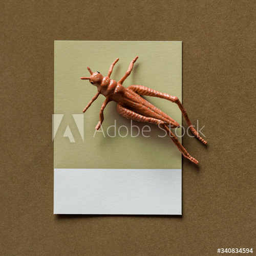 Free: Colorful miniature grasshopper on a paper - nohat.cc