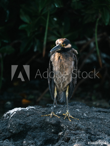 Free: Lava Heron bird - nohat.cc