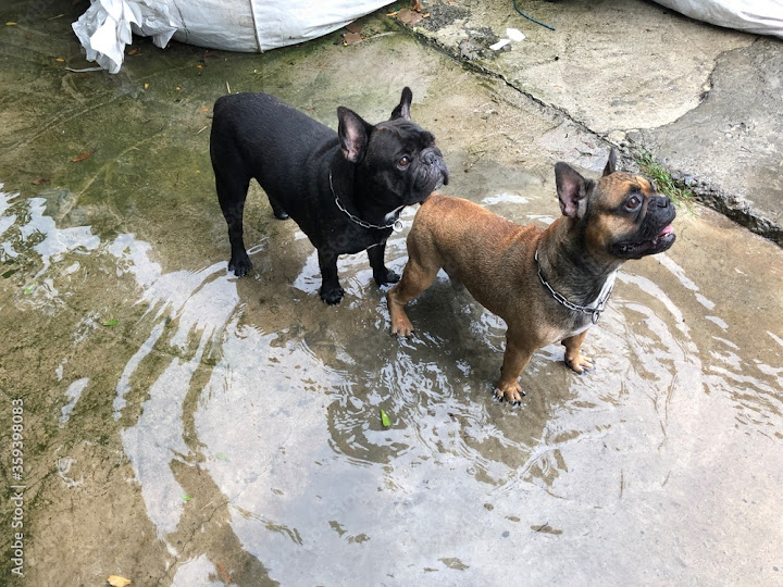 Free: French bulldog stay in dirty flood, after the lot rain, be ...