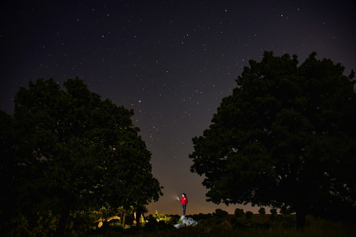Free: Person Standing Between Two Trees during Night Time - nohat.cc