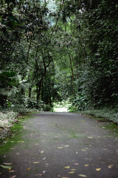 Free: Empty Pathway Through Forest - nohat.cc