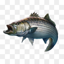 Free: Big Fish Png, Vector, PSD, and Clipart With Transparent ...