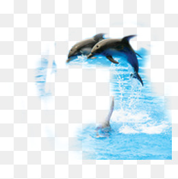 Free: Dolphin Show PNG Images | Vectors and PSD Files | Free Download ...