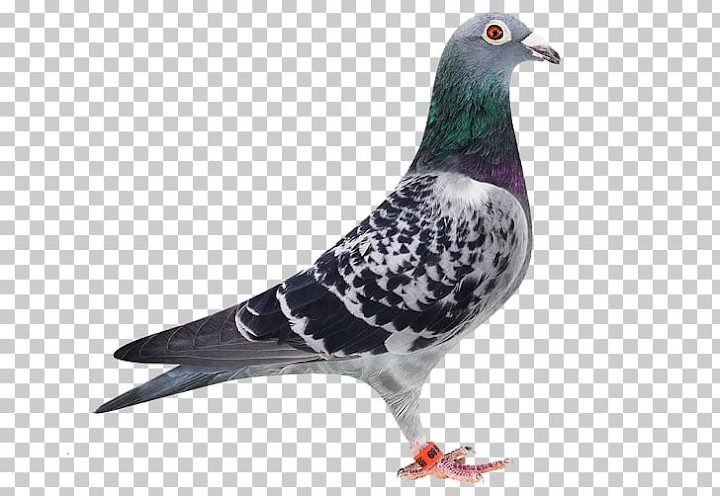 Free: Homing Pigeon Stock Dove Racing Homer Bird Green Pigeon PNG ...