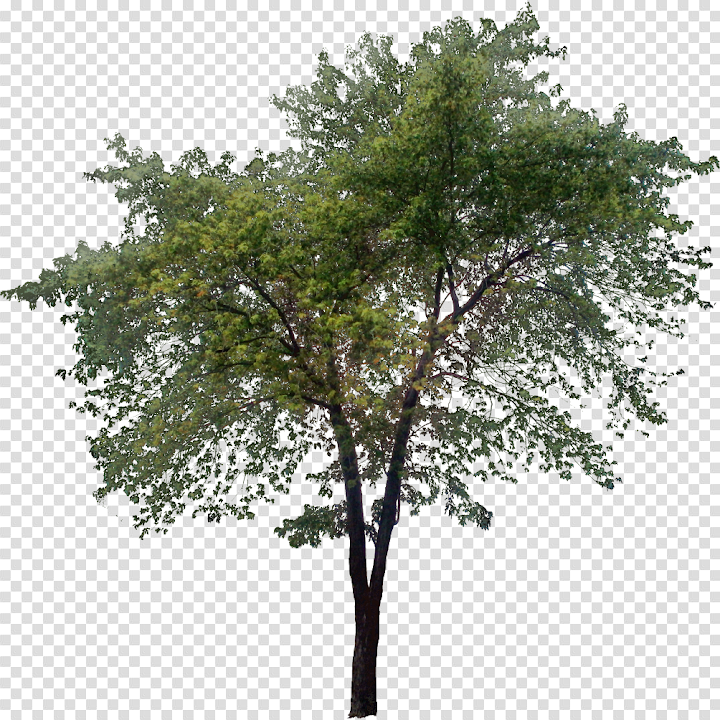 Free: Tall-Tree.png | Деревья для Ph | Pinterest | Photoshop ...