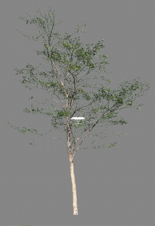 Free: Caesalpina ferrea (Autumn 2) | Common name: Leopard Tree | PNGs ...