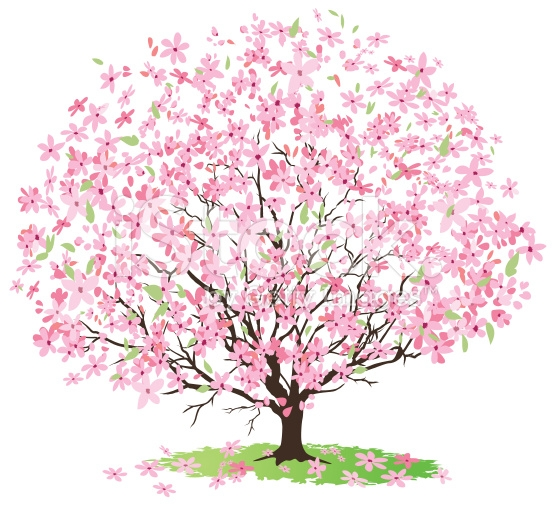 Free: 98+ Cherry Blossom Tree Clip Art | ClipartLook - nohat.cc