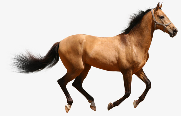 Free: Running Horse, Horse Clipart, Run, Steed PNG Image and Clipart ...