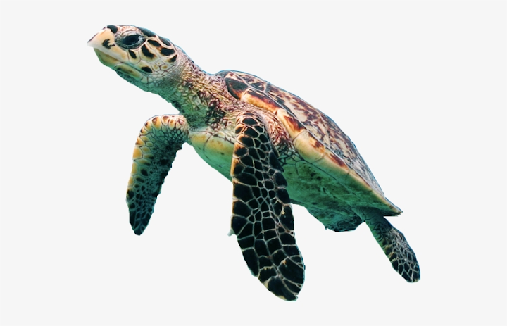 Free: Turtle Png Transparent Picture - Sea Turtle Transparent ...