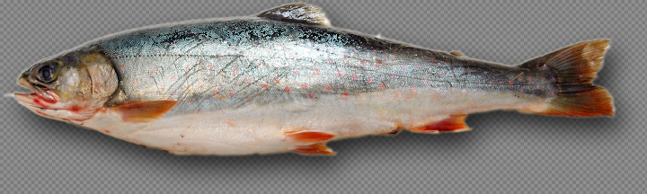 Free: HD Fish Png - Dead Fish No Background , Free Unlimited Download ...