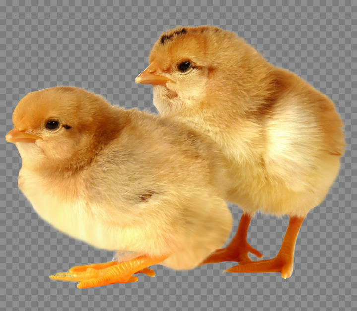 Free: Baby Chicken Transparent Images - nohat.cc