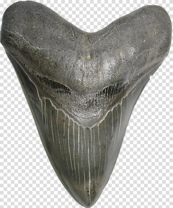 Free: Shark Teeth PNG High-Quality Image - nohat.cc