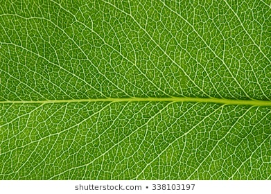 Free: Leaves Texture Images, Stock Photos & Vectors | Shutterstock ...