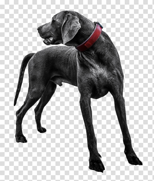 Free: Black Labrador Dog Transparent PNG Image - PngPix - nohat.cc