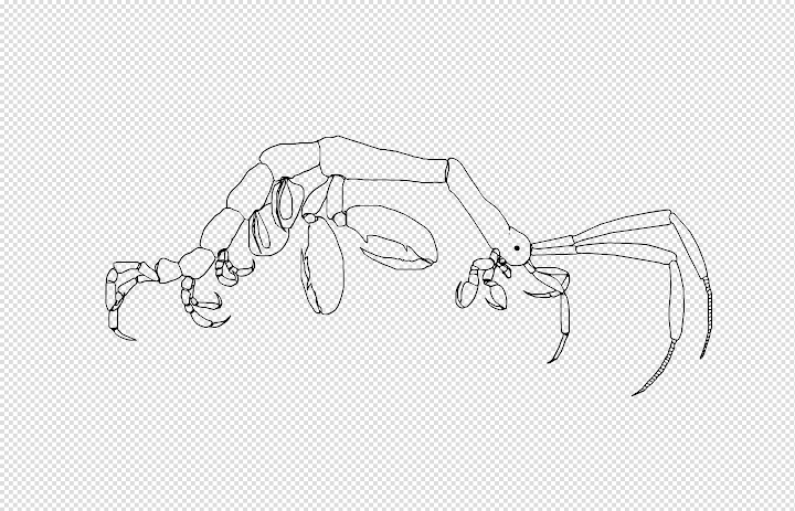 Free: File:Generalized caprellid (skeleton shrimp) body plan (linework ...