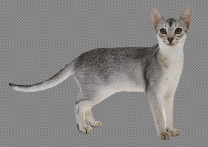 Free: Gray Cat PNG Image - PurePNG | Free transparent CC0 PNG Image ...