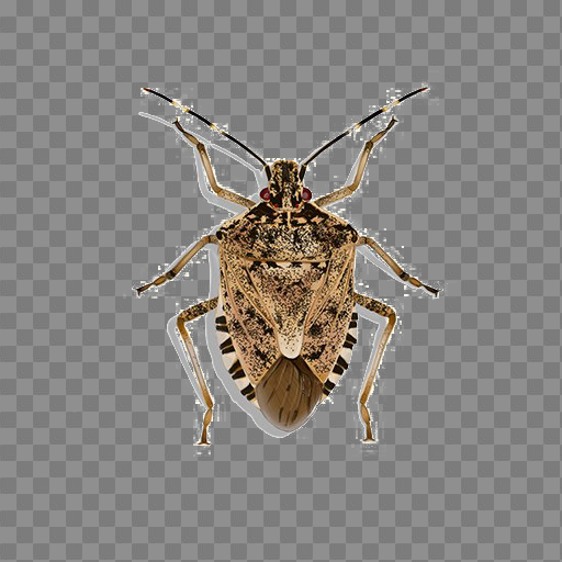 Free: Stink Bug PNG Transparent Image - nohat.cc