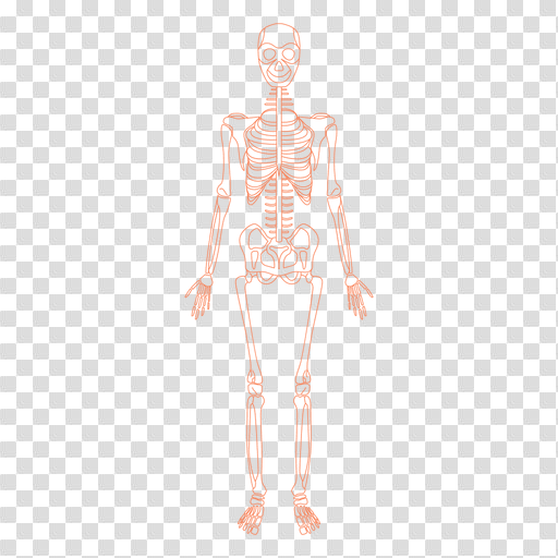 Free: Skeletal system anatomy bones - Transparent PNG & SVG vector ...