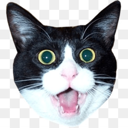 Free: Lolcat PNG - Lolcats Invisible, Lolcat Work, Lolcats Happy ...