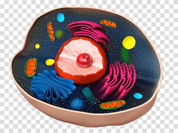 Free: Plant cell Cèl·lula animal Biology, cells transparent background ...