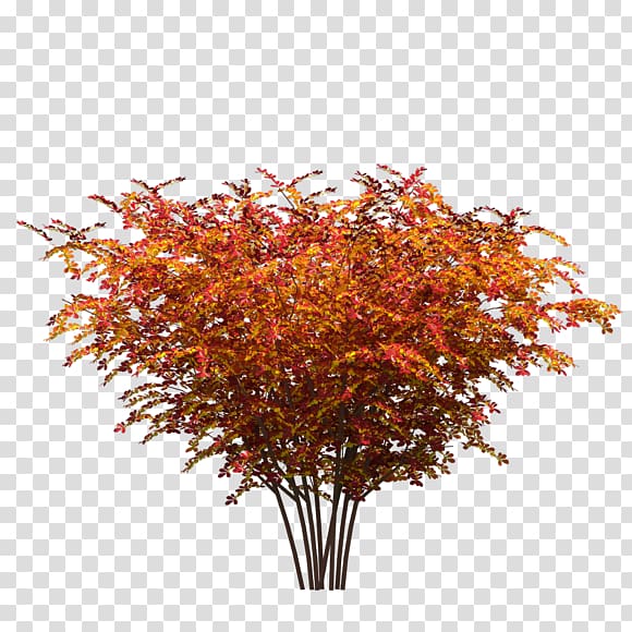 Free: Red maple Tree Maple leaf Plant, tree transparent background PNG ...