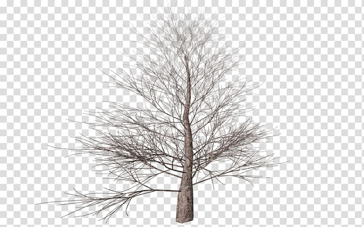Free: Tree Branch Autumn , tree transparent background PNG clipart ...
