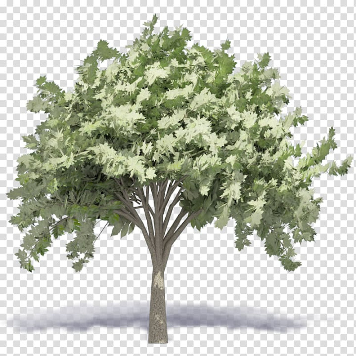 Free: Woody plant Tree Autodesk Revit Building information modeling ...