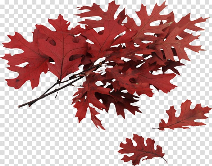 Free: Northern Red Oak Leaf Tree, Leaf transparent background PNG ...