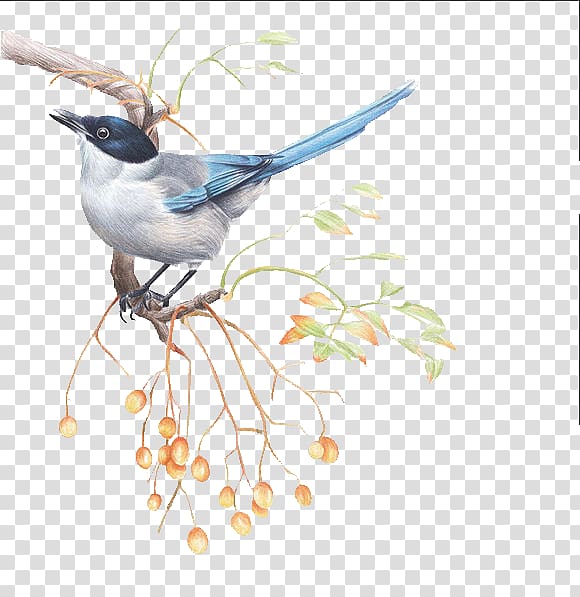 Free: Bird Drawing Illustration, bird transparent background PNG ...