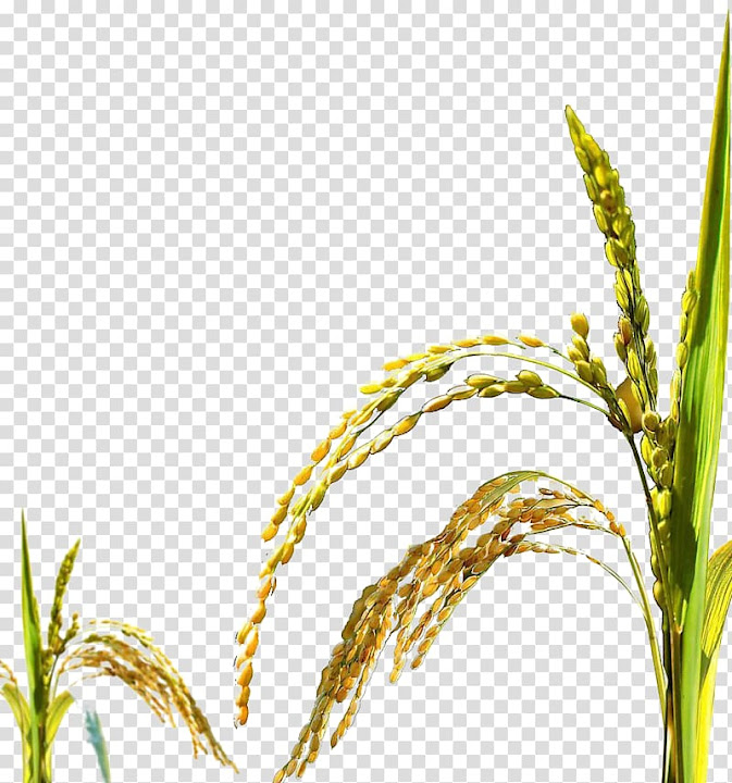 Free: Paddy transparent background PNG clipart - nohat.cc