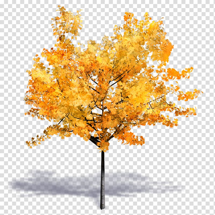 Free: Tree Woody plant Autodesk Revit SketchUp, autumn transparent ...