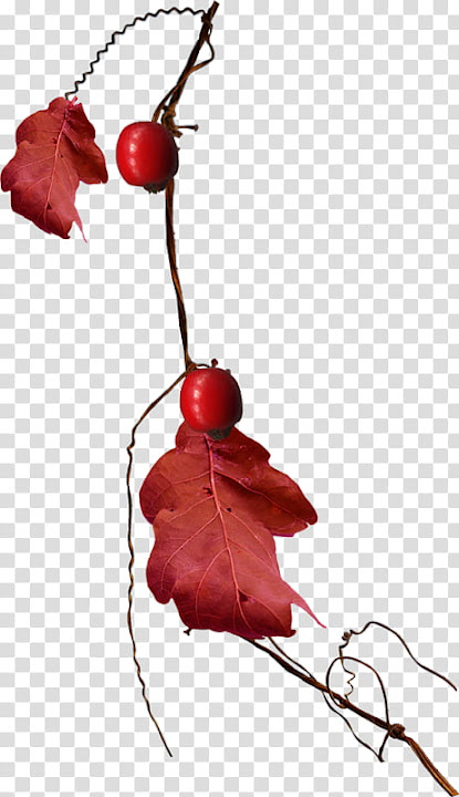 Free: Round red fruit transparent background PNG clipart - nohat.cc