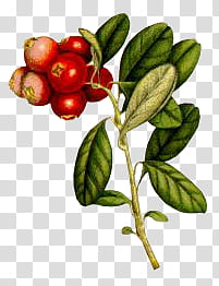 Free: Round red fruits transparent background PNG clipart - nohat.cc
