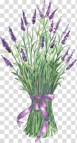 Free: Purple lavender flower , Lavender Flower , flower transparent ...