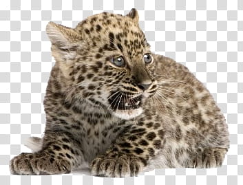 Free: Animal, leopard cub transparent background PNG clipart - nohat.cc