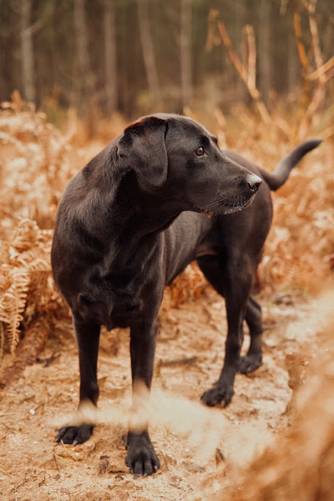 Free: Black Labrador - nohat.cc