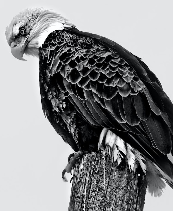 Free: Black and White Eagle in Grayscale Photography - nohat.cc